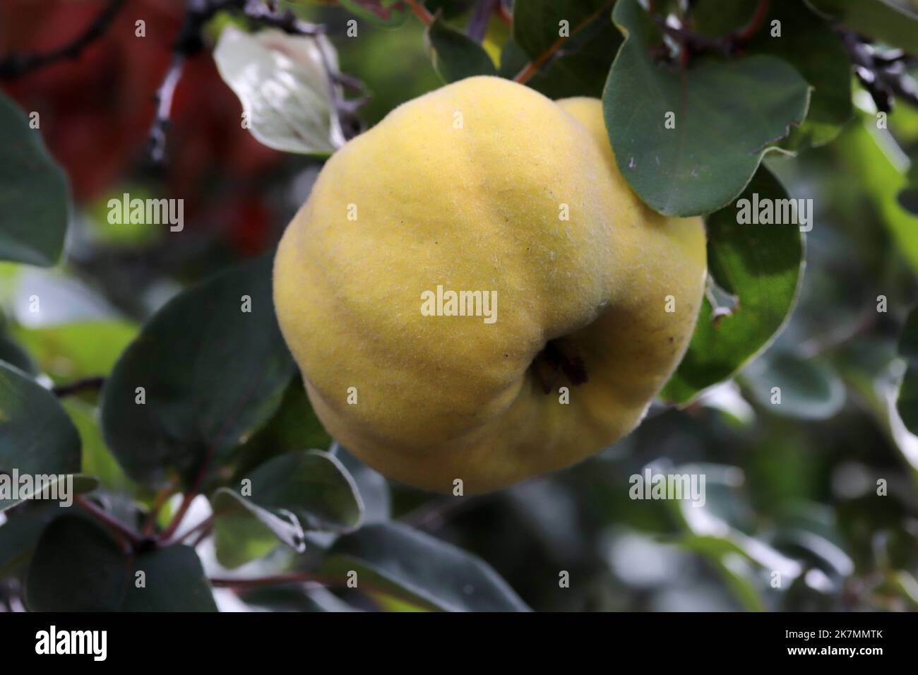 Unripe raw quince hi-res stock photography and images - Alamy