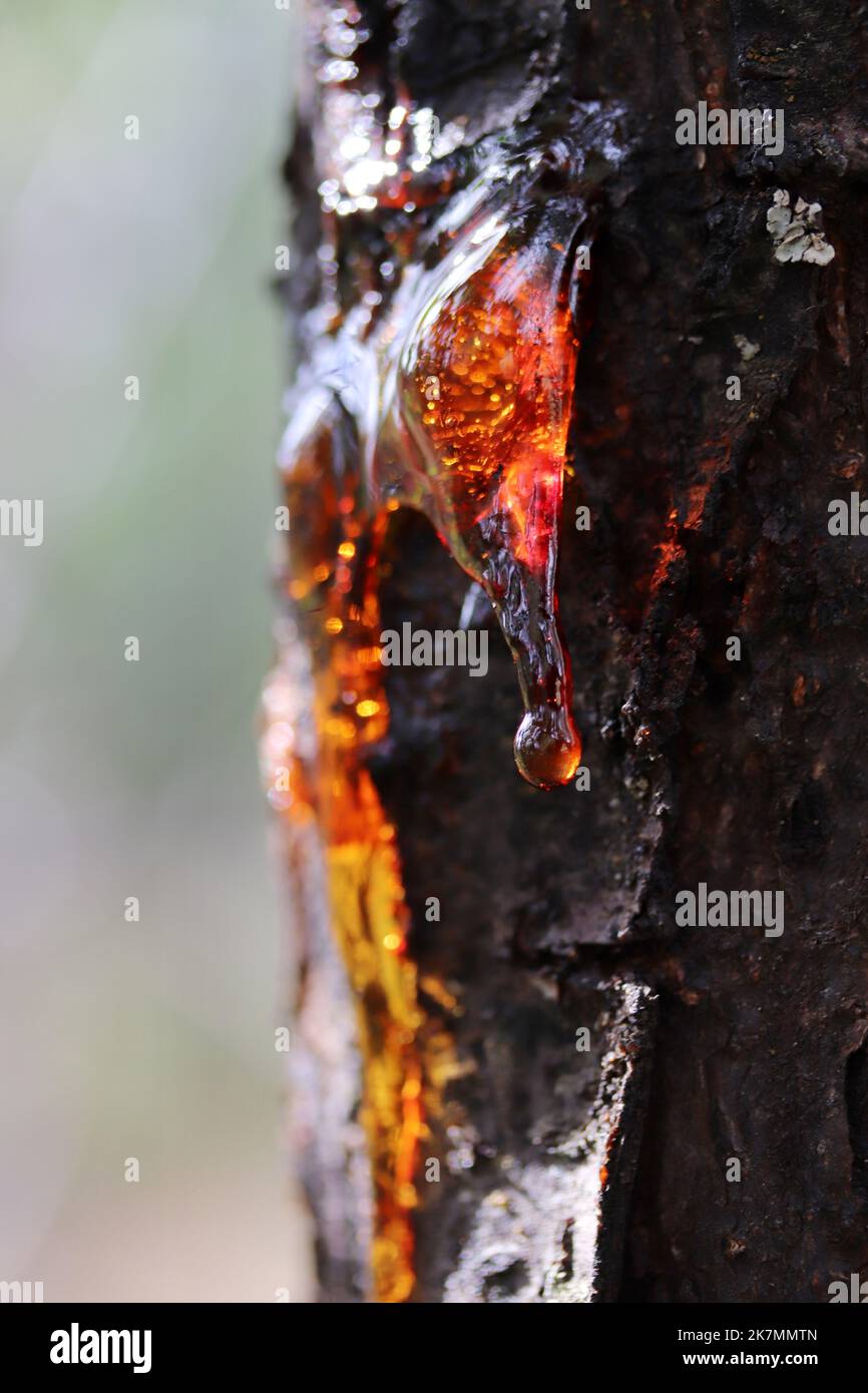 resin seeping from the trunk of the tree Stock Photo - Alamy