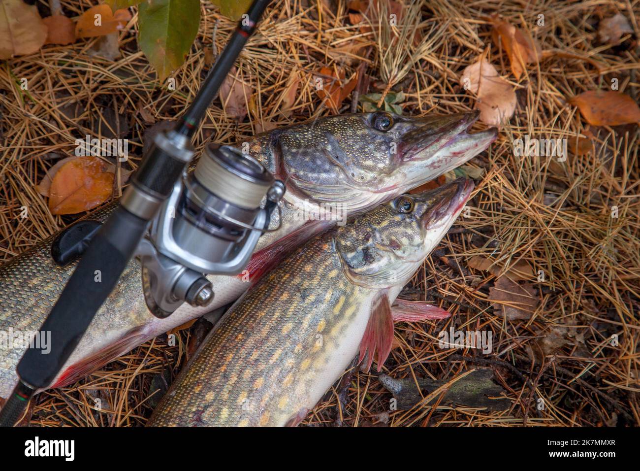 Fishing concept, trophy catch - two big freshwater pike fish know as ...