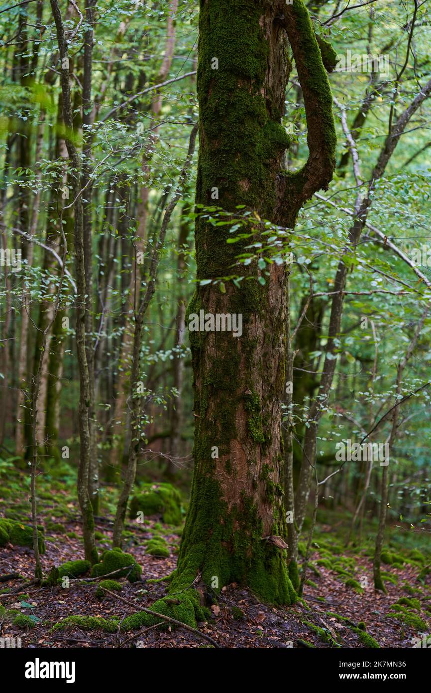 Enchanted forest, with stones, boulders and trees covered in vibrant ...