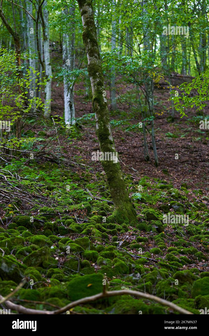 Enchanted forest, with stones, boulders and trees covered in vibrant ...