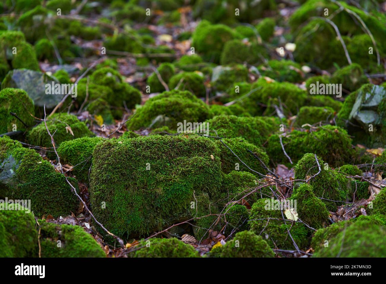 Enchanted forest, with stones, boulders and trees covered in vibrant ...