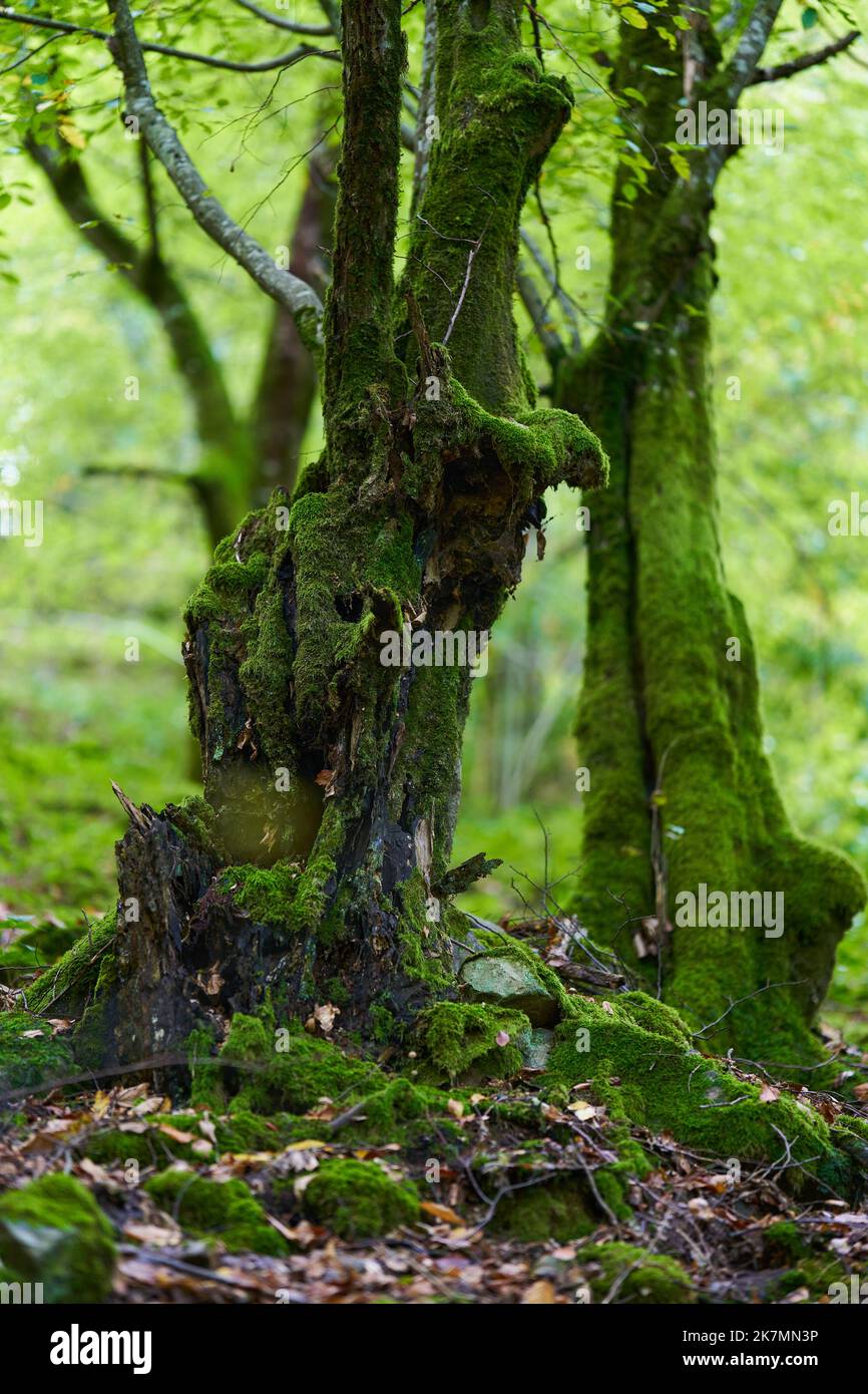 Enchanted forest, with stones, boulders and trees covered in vibrant ...