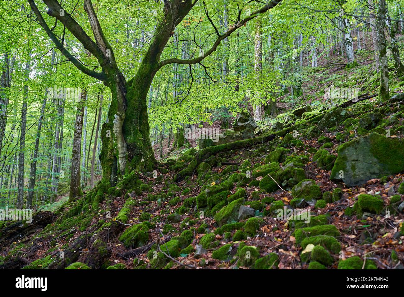 Enchanted forest, with stones, boulders and trees covered in vibrant ...