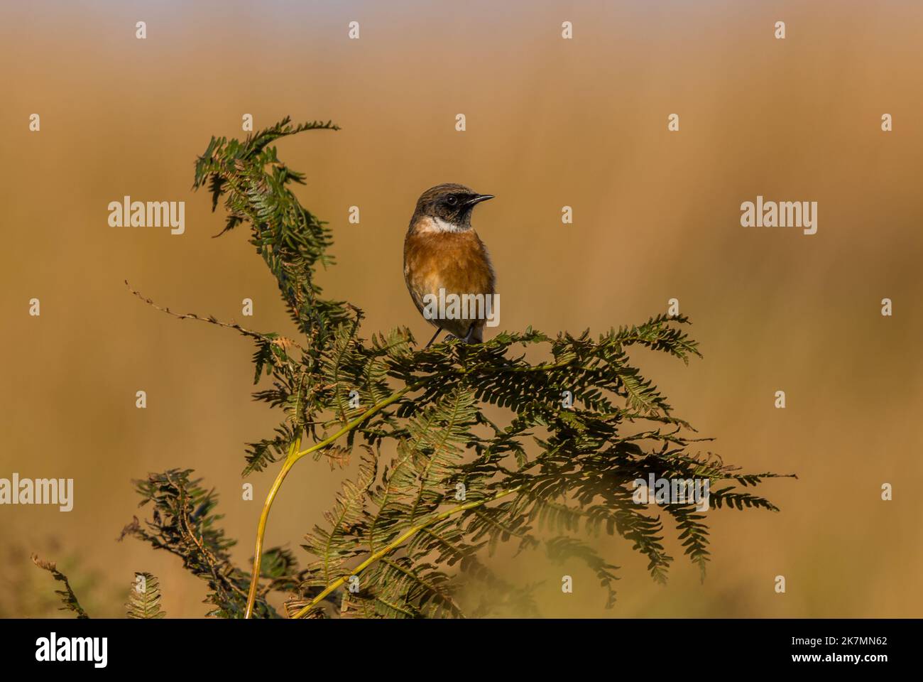 Stonechat captured at white coppice chorley hi-res stock photography ...