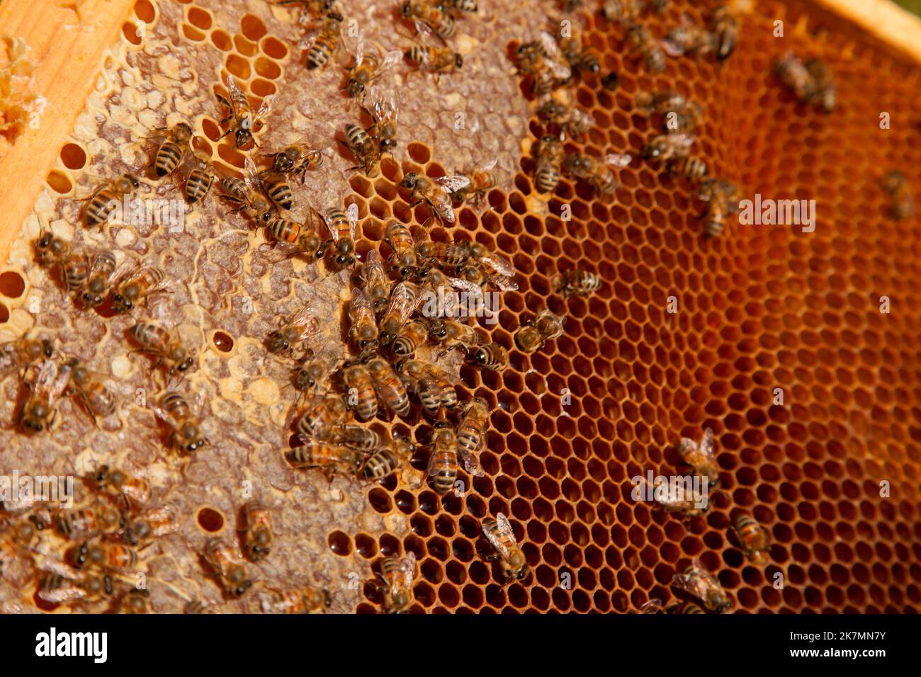 Frames of a beehive just taken from beehive with sweet honey. Busy bees on the yellow honeycomb ...