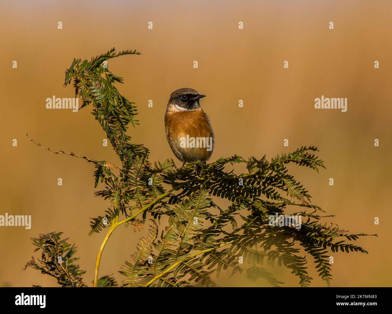 Stonechat captured at white coppice chorley hi-res stock photography ...