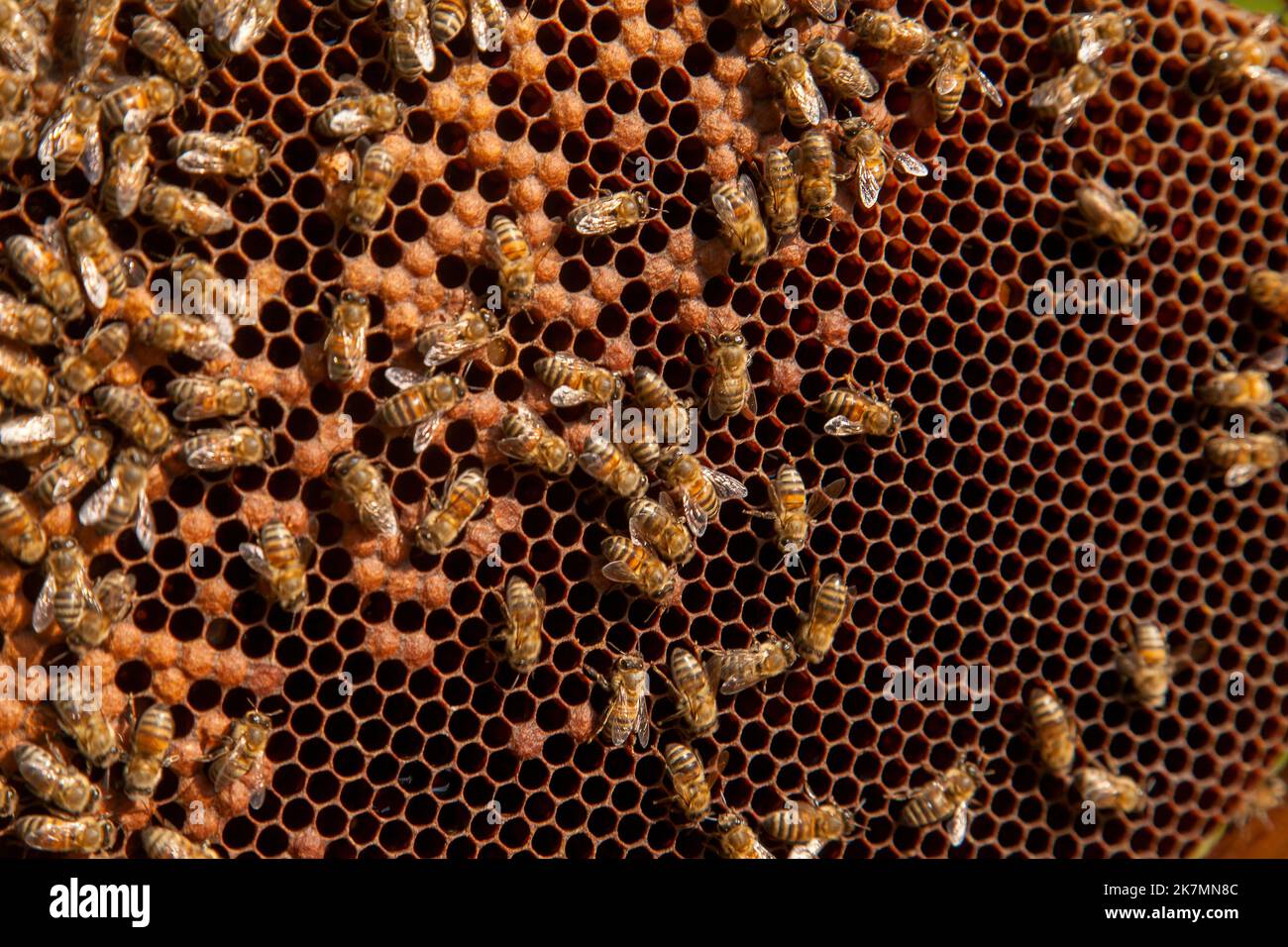 Frames of a beehive. Busy bees inside the hive with open and sealed ...