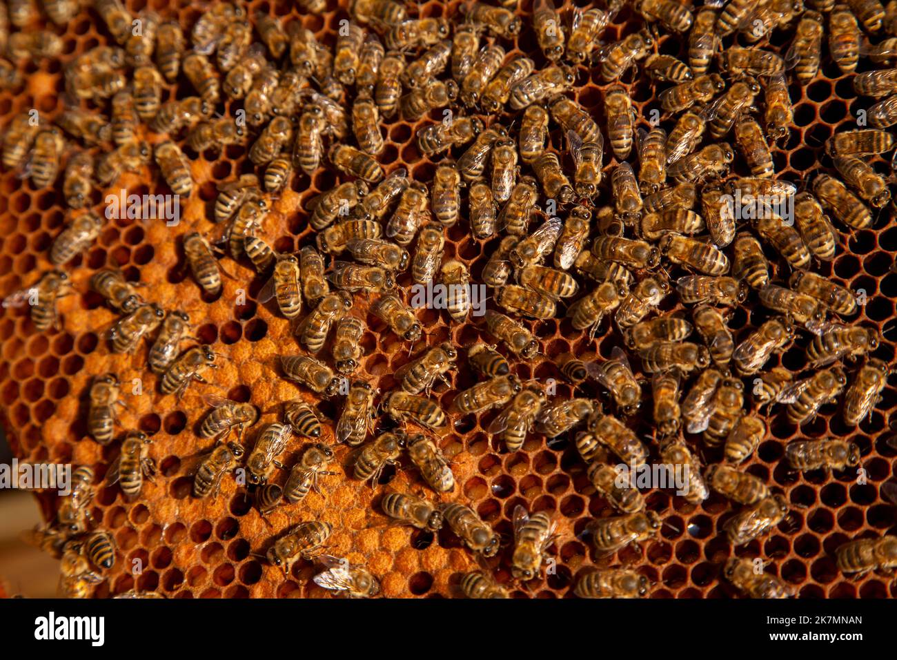 Frames of a beehive. Busy bees inside the hive with open and sealed ...
