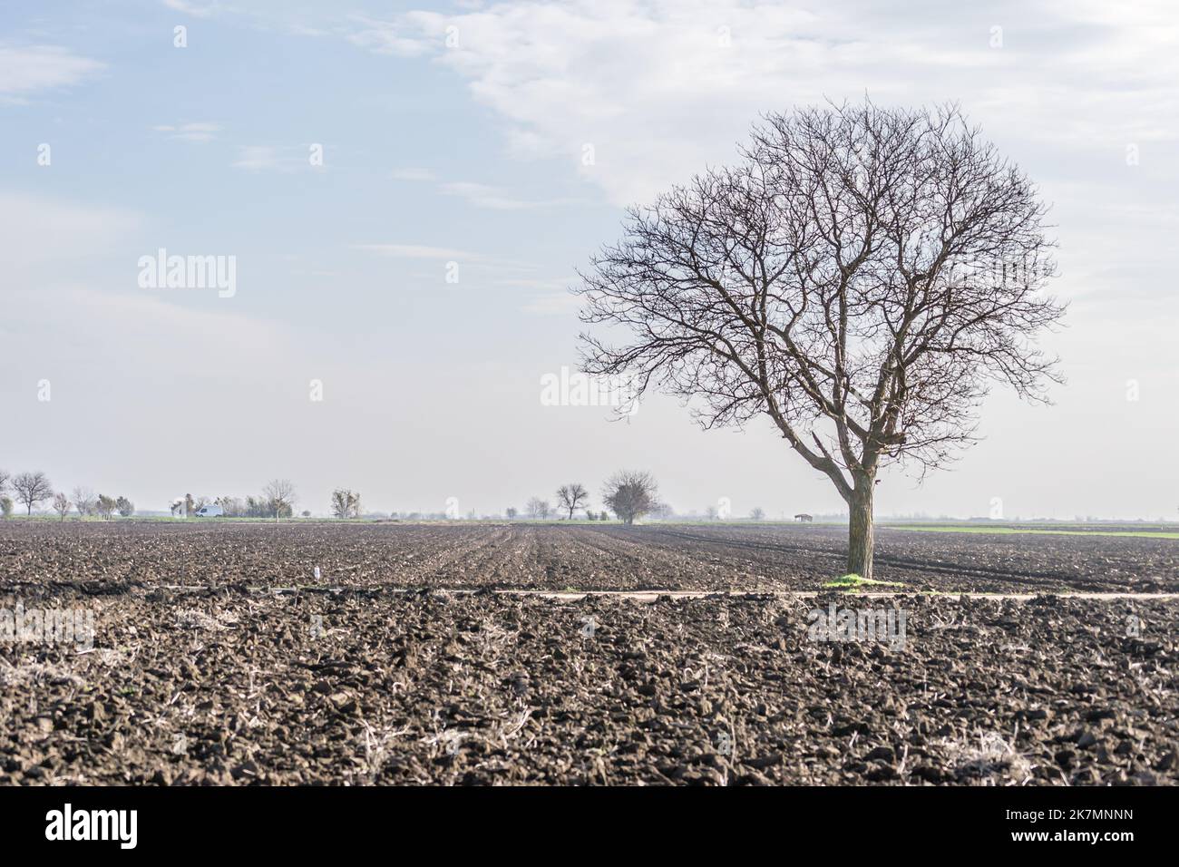 a lonely tree without leaves on a plowed field Stock Photo - Alamy