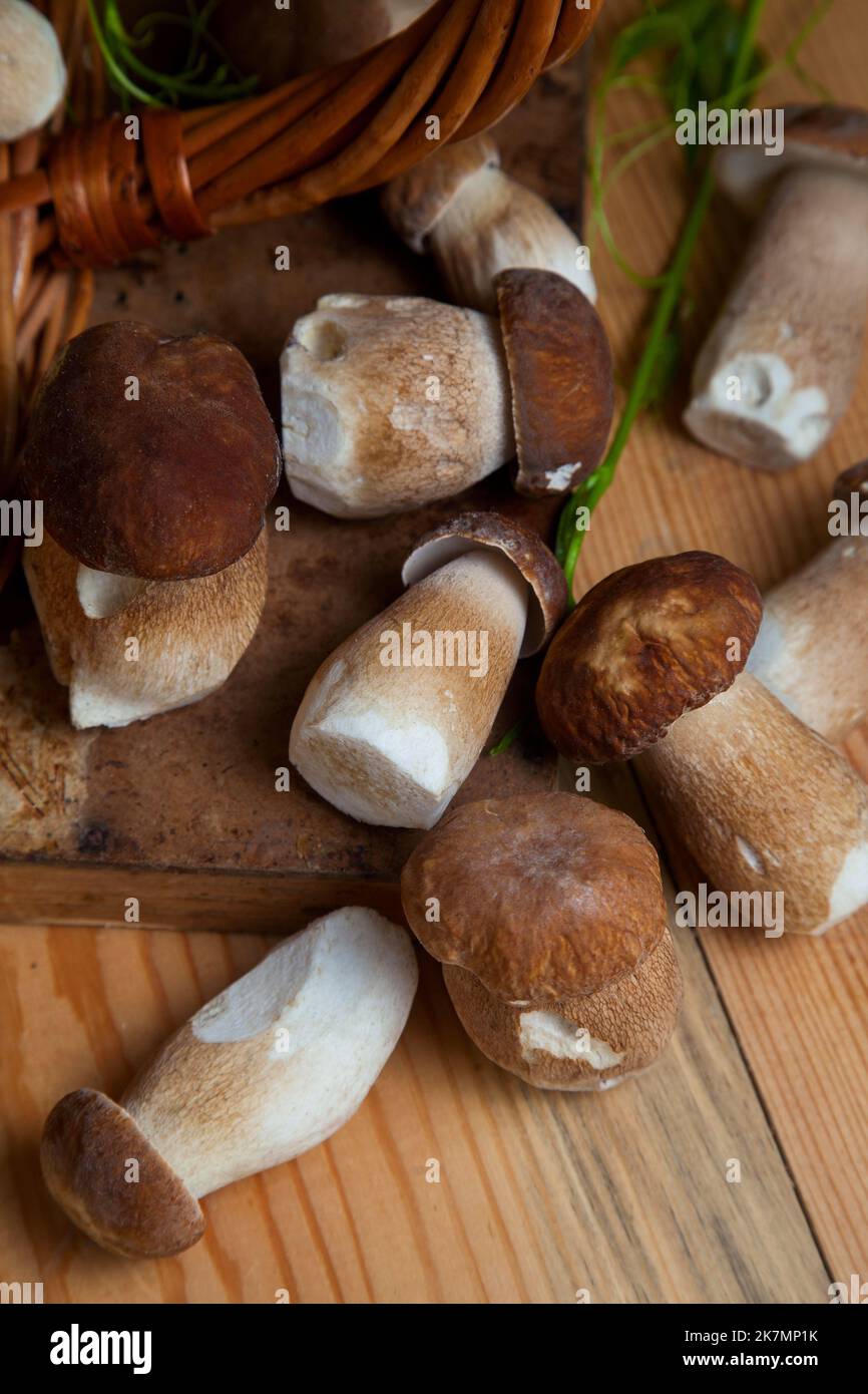 Crop of forest edible mushrooms. Pile of picked wild porcini mushrooms ...