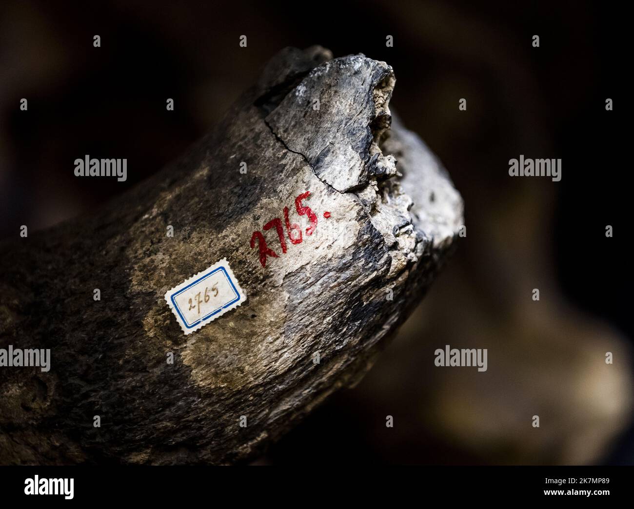 2022-10-18 11:57:34 LEIDEN - A fossil is stored in the collection tower ...