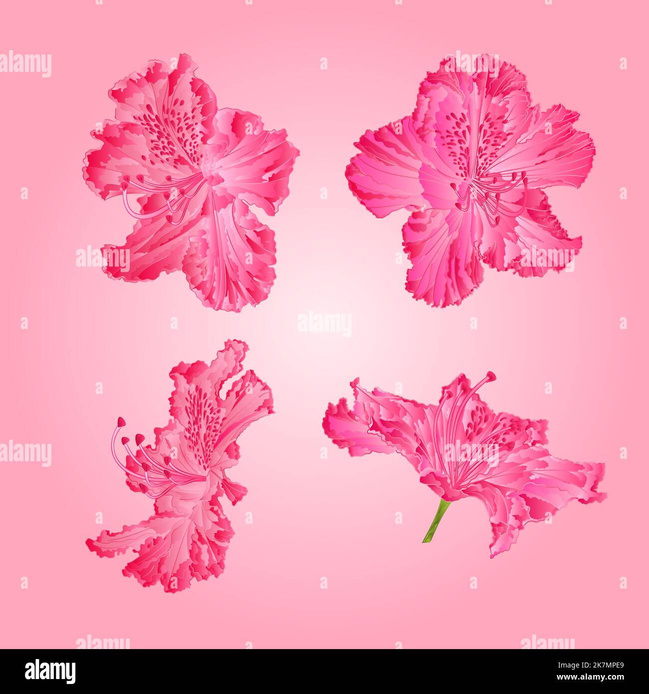 Pink rhododendrons vector Stock Vector Image & Art - Alamy