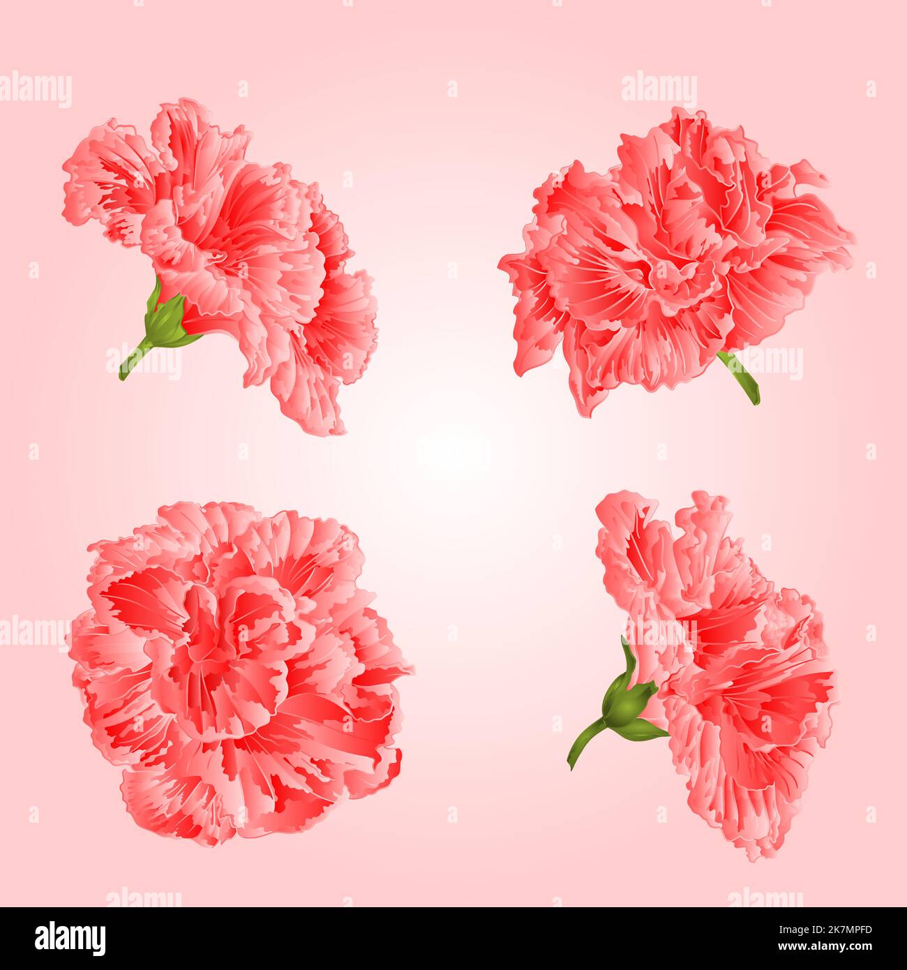 Pink hibiscus flowers vector Stock Vector Image & Art - Alamy