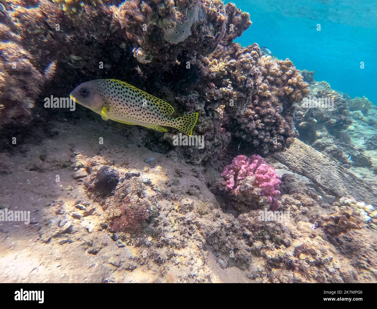Close up view of Colorful tropical blackspotted rubberlip fish or ...