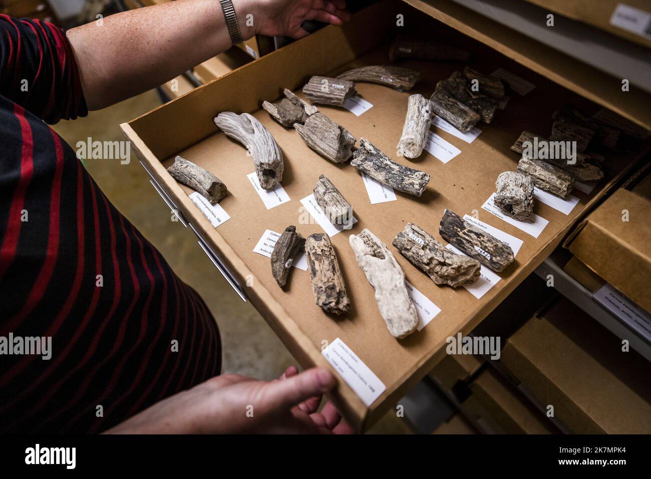 2022-10-18 11:53:05 LEIDEN - Fossils are stored in the collection tower ...
