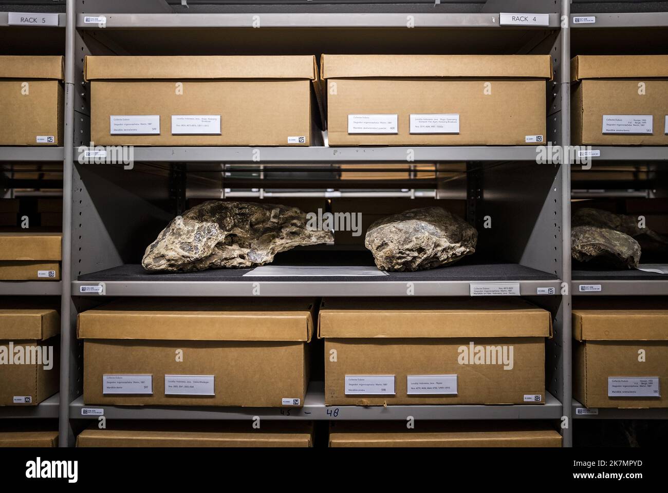 2022-10-18 11:50:32 LEIDEN - Fossils are stored in the collection tower ...