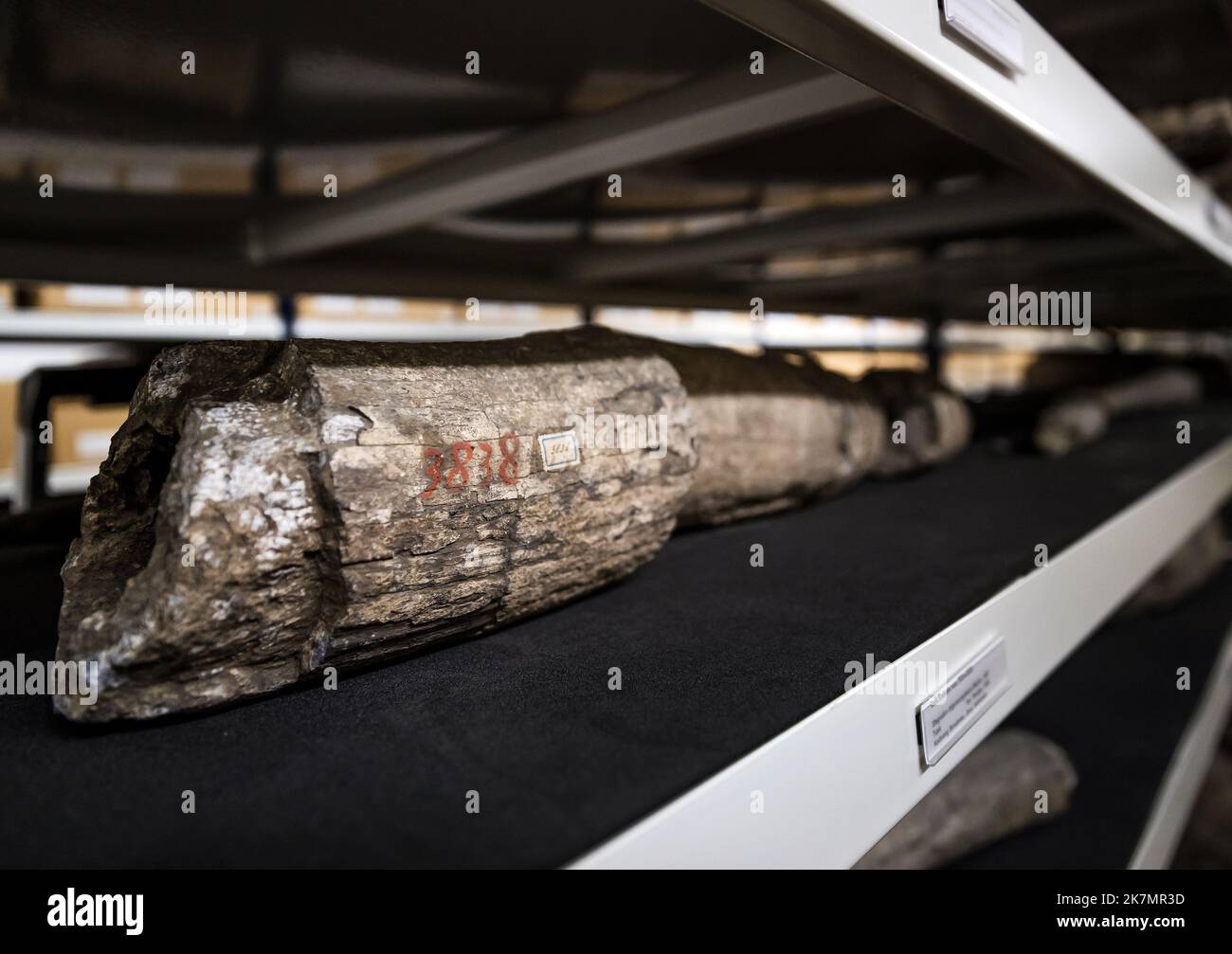 2022-10-18 11:45:53 LEIDEN - Fossils are stored in the collection tower ...