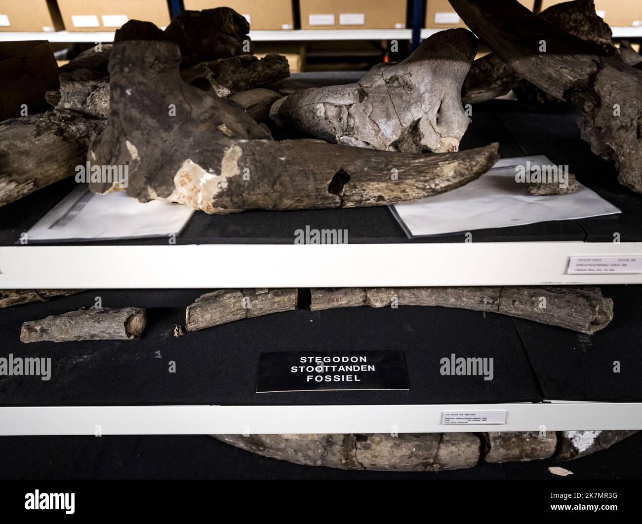 2022-10-18 11:45:45 LEIDEN - Fossils are stored in the collection tower ...