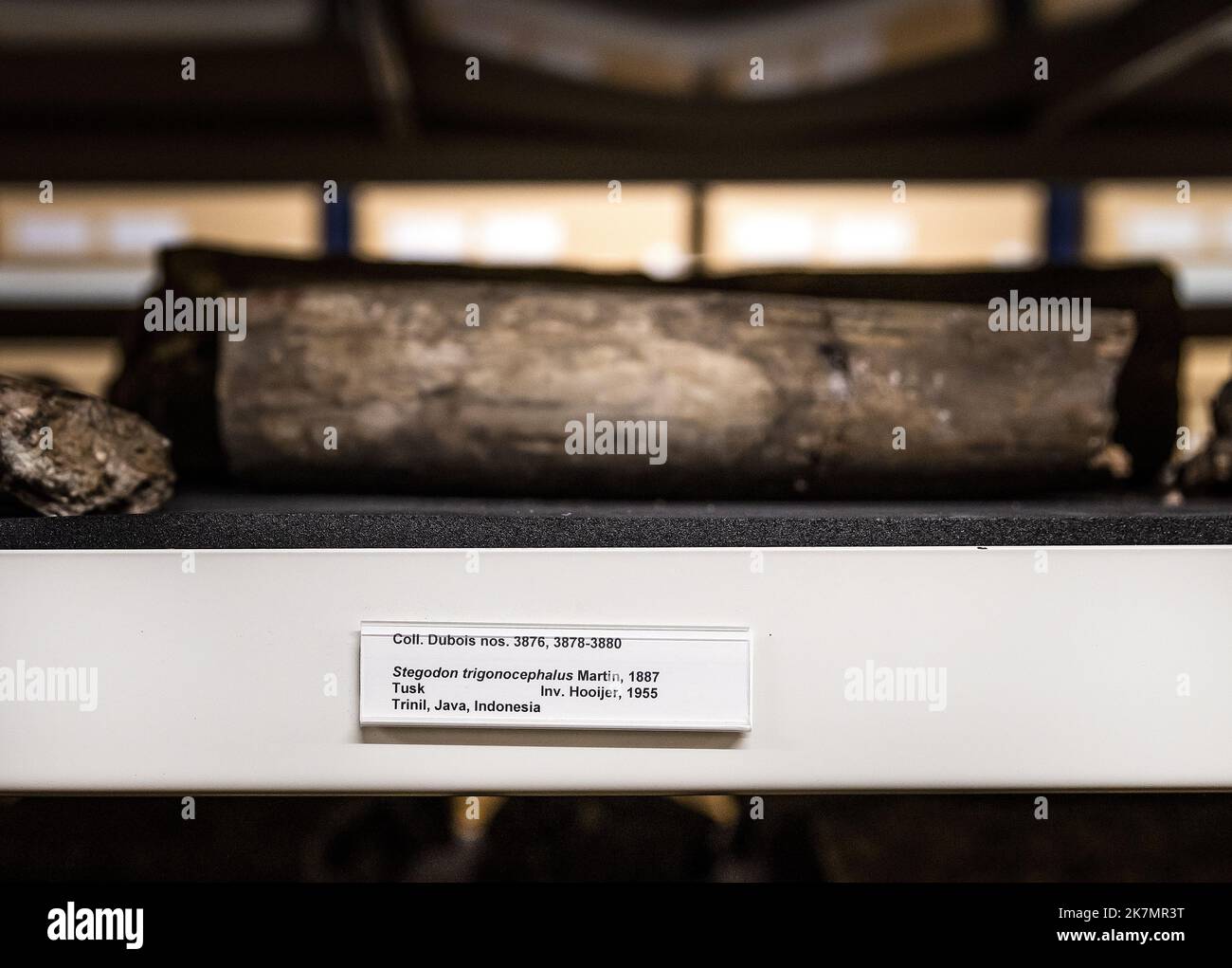 2022-10-18 11:48:17 LEIDEN - Fossils are stored in the collection tower ...
