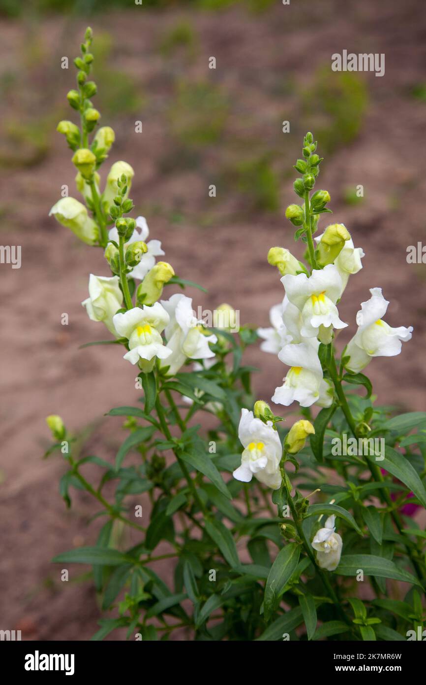 Variegated antirrhinum (snapdragon) flower background - yellow, white ...