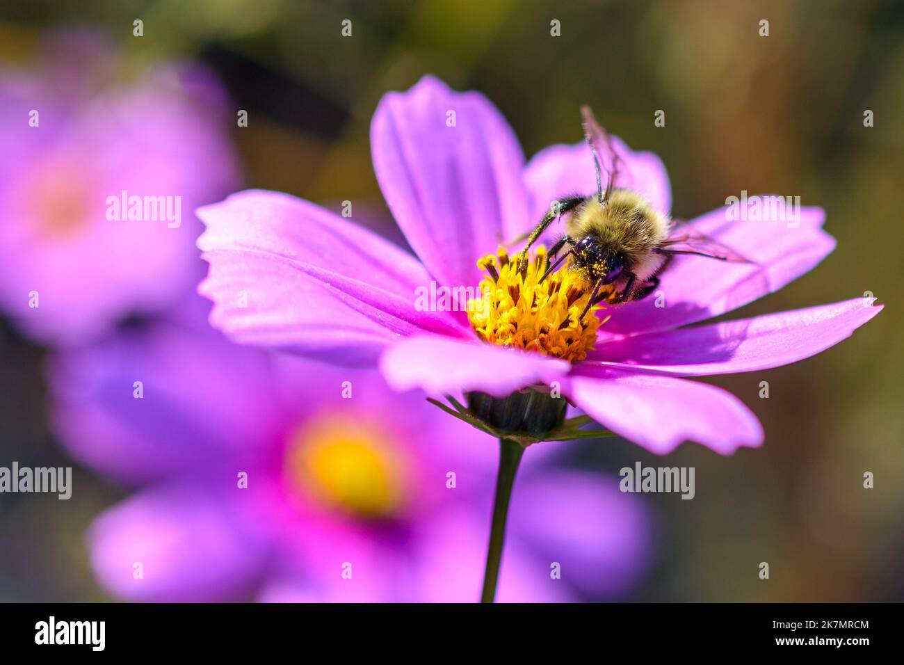 A honey bee insect pollinates a pink garden cosmos flower Stock Photo ...