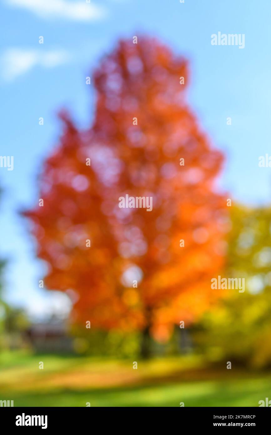 Tree, defocused autumn or fall colors in tree leaves. Seasonal ...