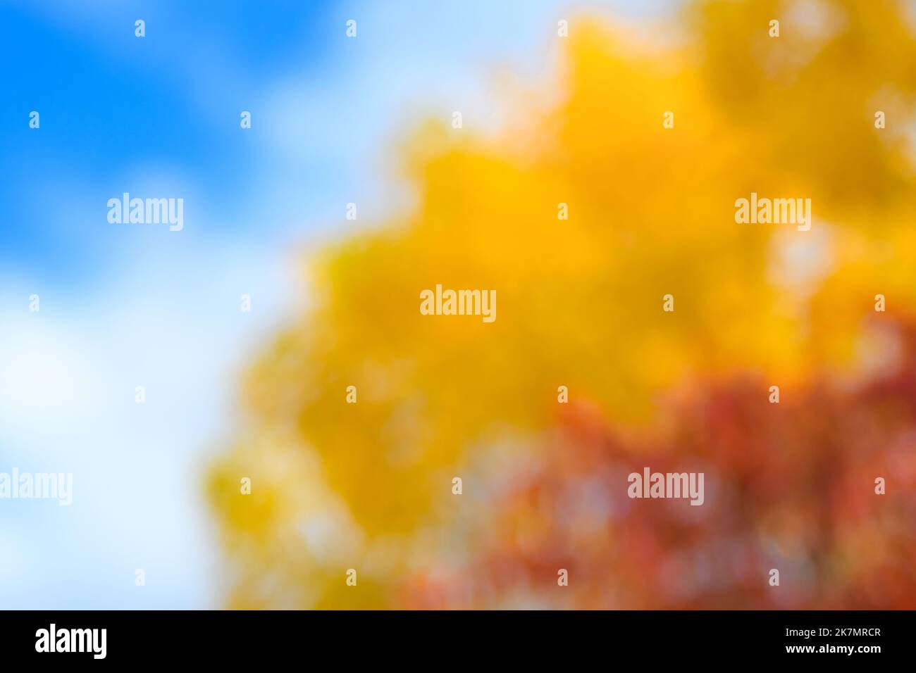 Gradient, defocused autumn or fall colors in tree leaves. Seasonal ...