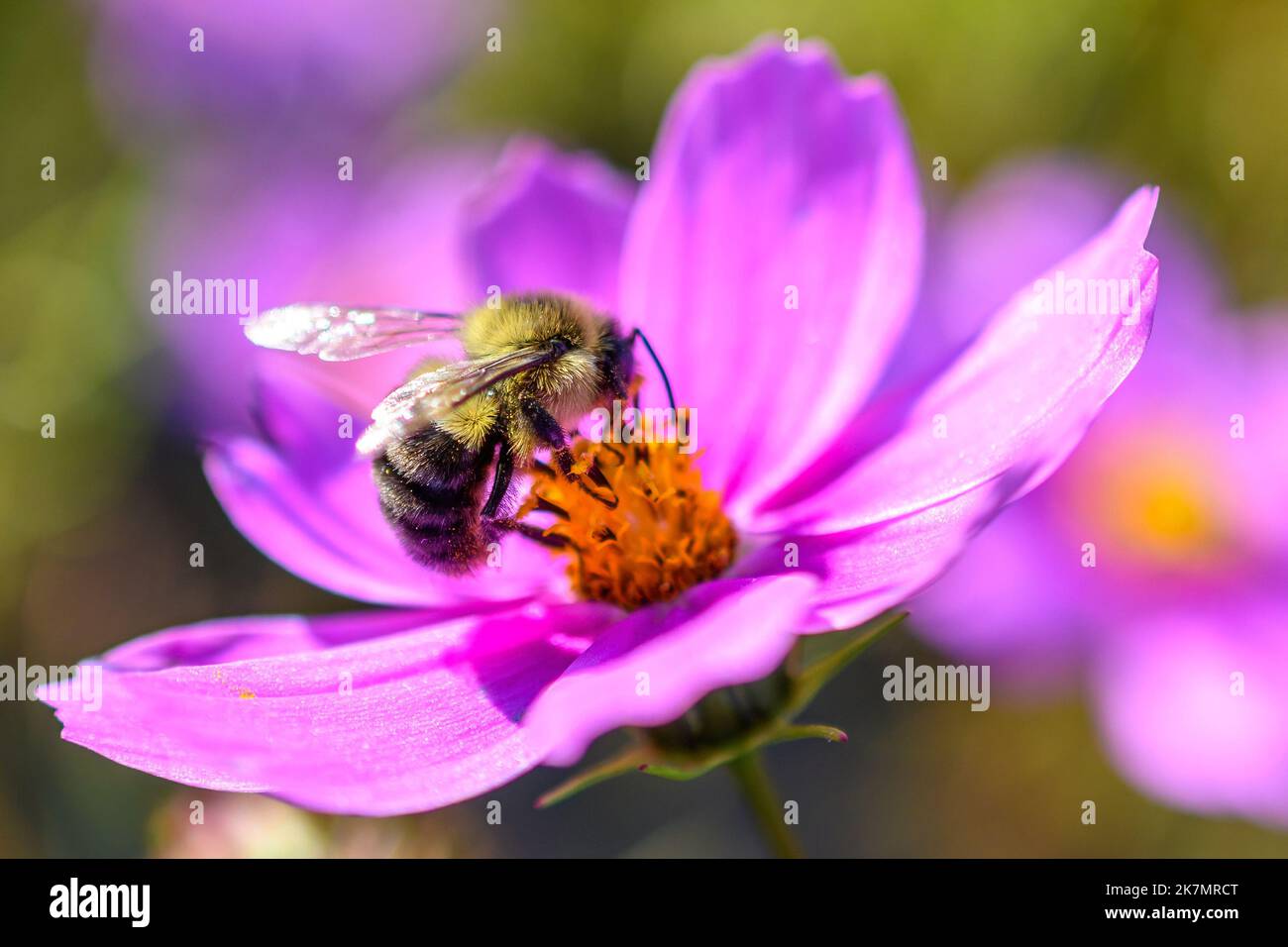 Bee pollinating a tall flower hi-res stock photography and images - Alamy