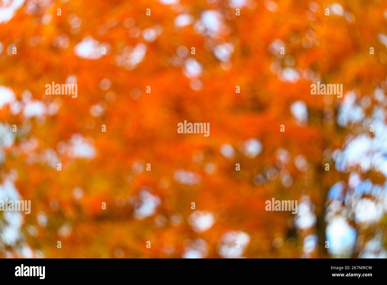 Defocused autumn or fall colors in tree leaves. Seasonal background or ...