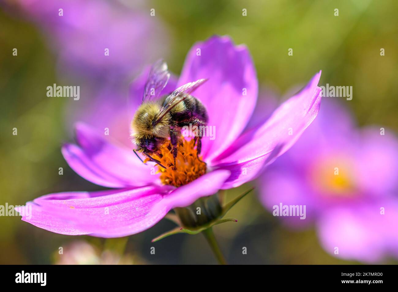 A honey bee insect pollinates a pink garden cosmos flower Stock Photo ...