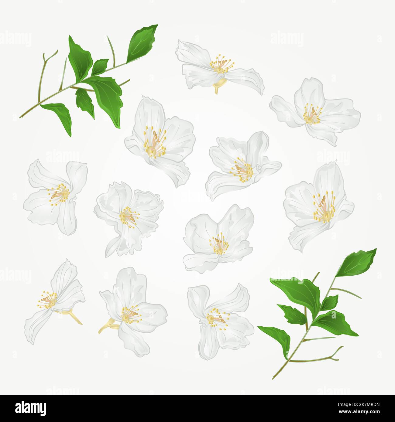 Jasmine flowers with twigs set vector illustration Stock Vector Image ...