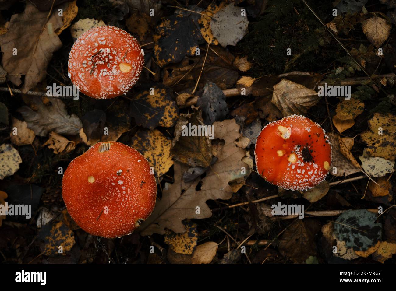 Amanita muscaria Macro photo. Top view. Concept of environment and ...