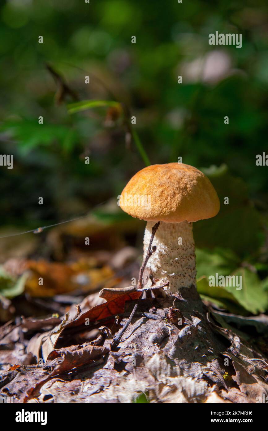 Orange cap boletus. Crop of forest edible mushrooms. A young boletus ...
