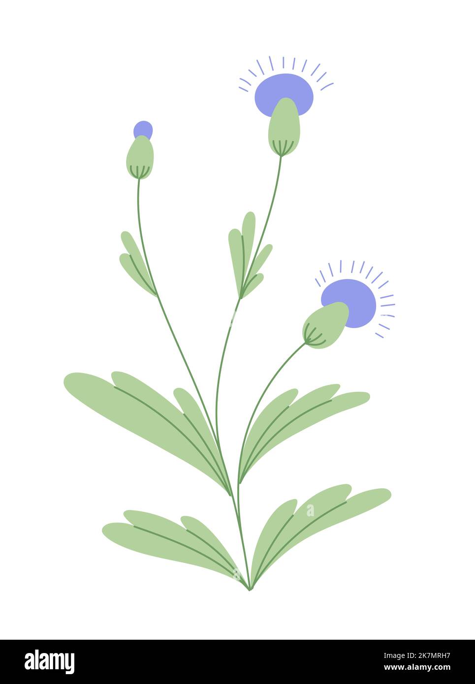 Flower with blooming bud vector Stock Vector Image & Art - Alamy