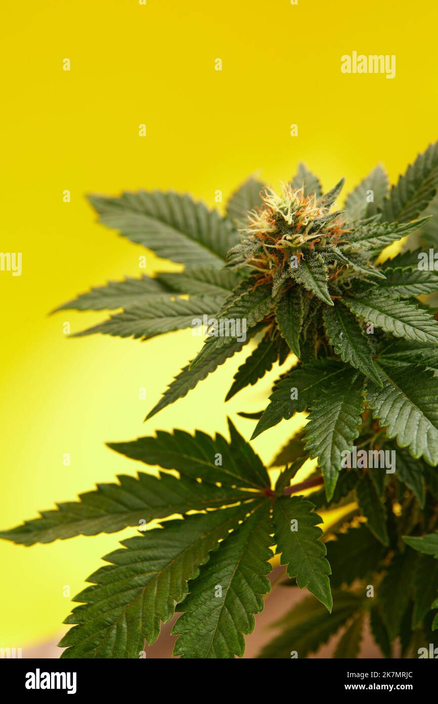 Close up macro of top bud of cannabis plant ready to harvest. On yellow ...