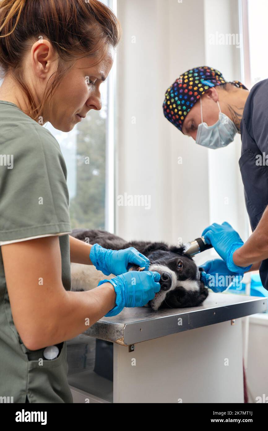 Veterinarian shaving a dog before treatment. doctor at the animal ...
