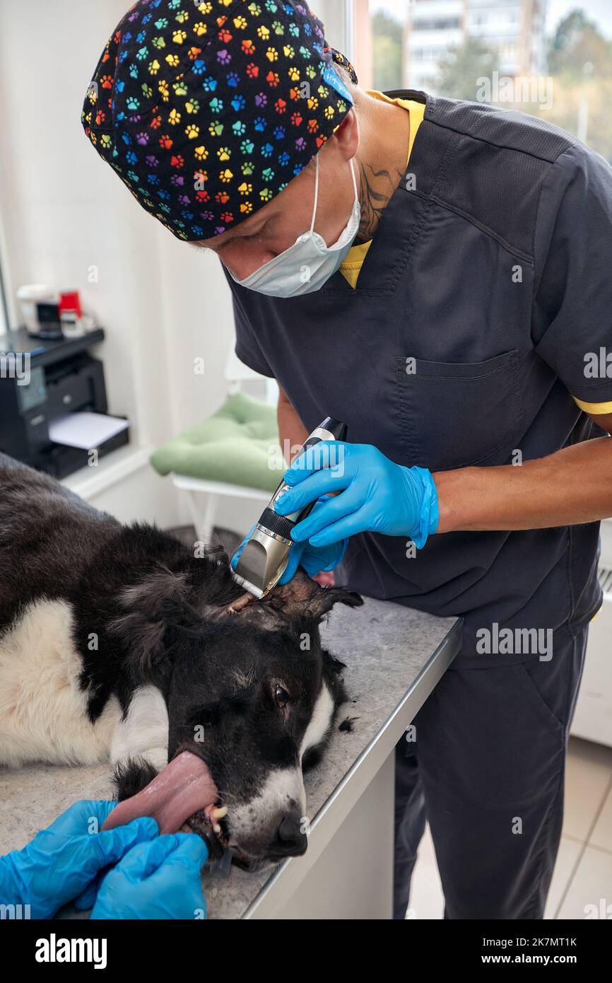 Veterinarian shaving a dog before treatment. doctor at the animal ...