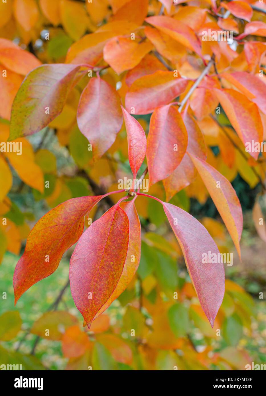 Bright red and orange autumn leaves of a Tupelo or Black Gum Tree ...
