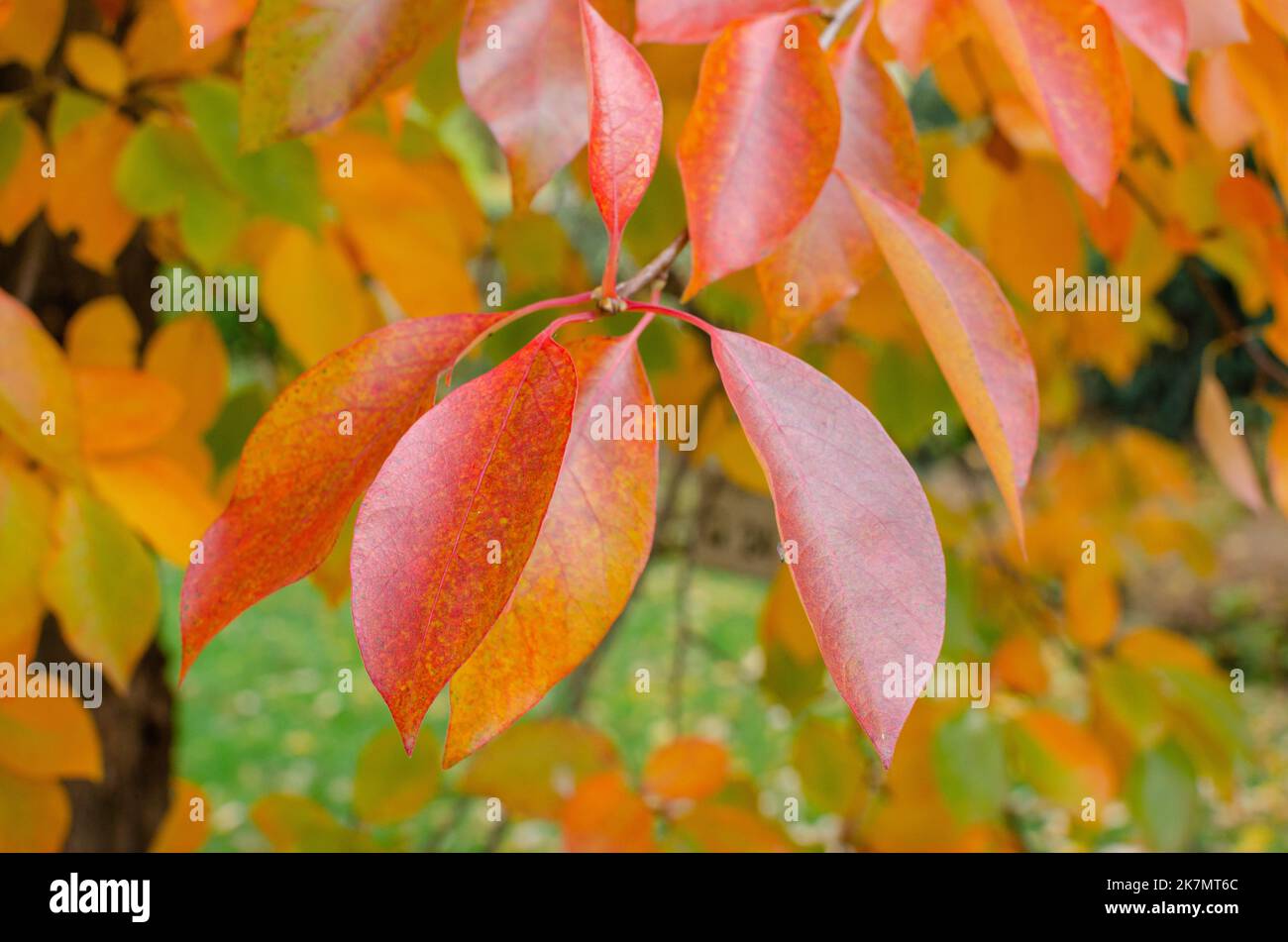 Bright red and orange autumn leaves of a Tupelo or Black Gum Tree ...