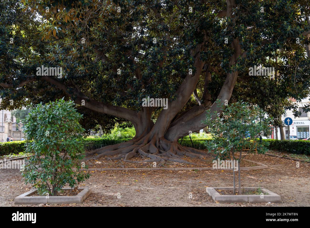 A beautiful shot of a big Ficus tree in a park Stock Photo - Alamy