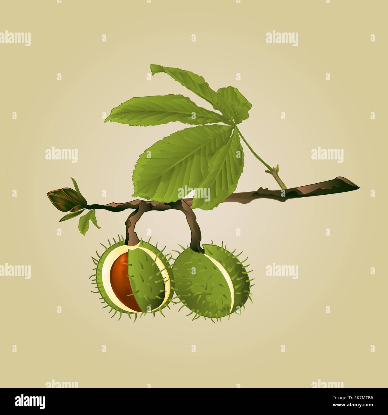 Chestnut tree conkers with leaves vintage fall background vector ...