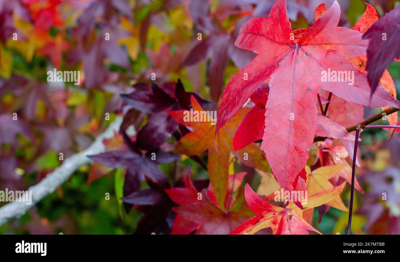 Sweetgum Tree (Liquidambar styraciflua) bright red, purple and yellow ...