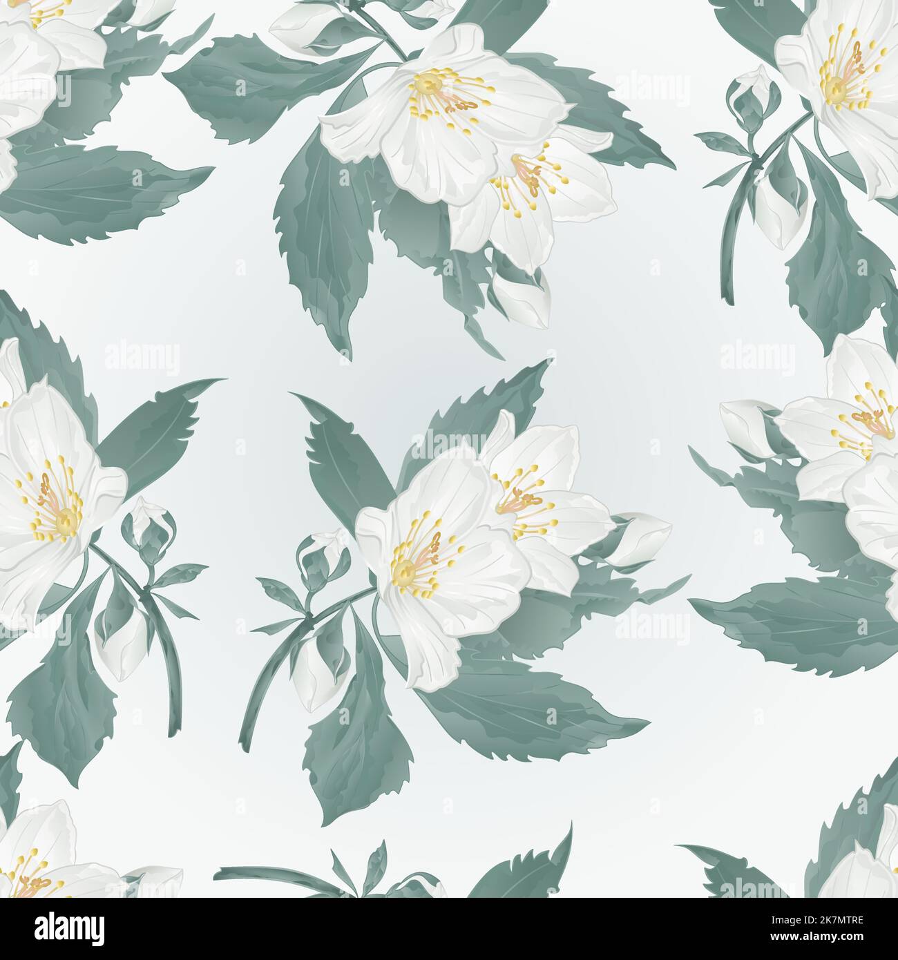 Seamless texture twig jasmine flower and buds spring flower vector ...