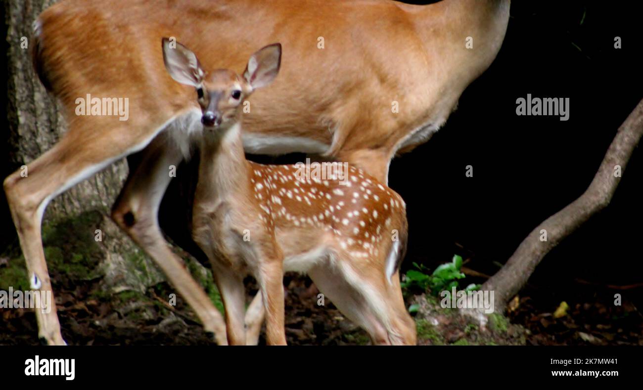 A baby white-tailed deer (Odocoileus virginianus) with its mother in ...