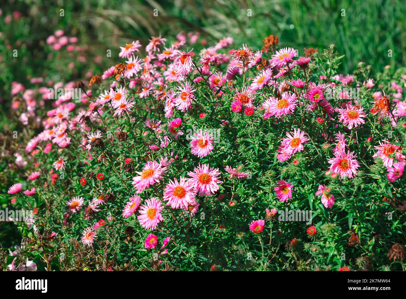 Cultivated flowers in bloom . Springtime blossom flowers Stock Photo ...