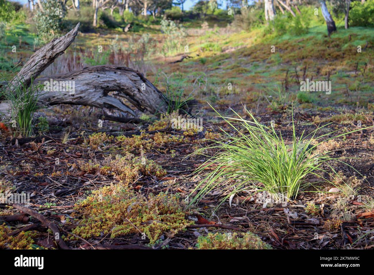 The bushland in the forest with green vegetation Stock Photo - Alamy
