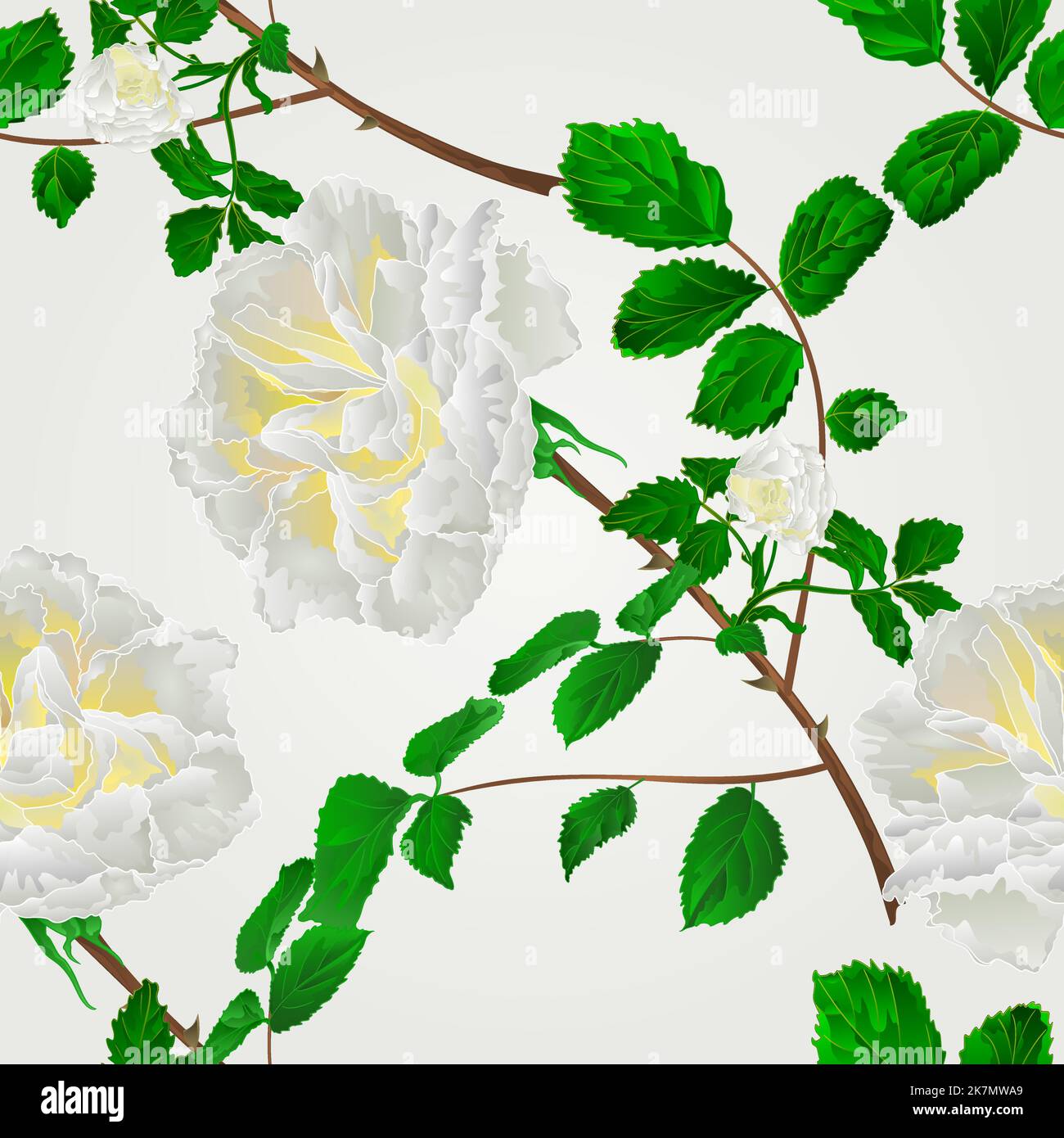 Seamless texture rose white flower stem with leaves and blossoms vector ...
