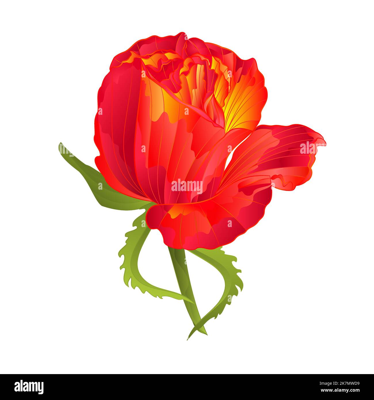 Centifolia rose Stock Vector Images - Alamy