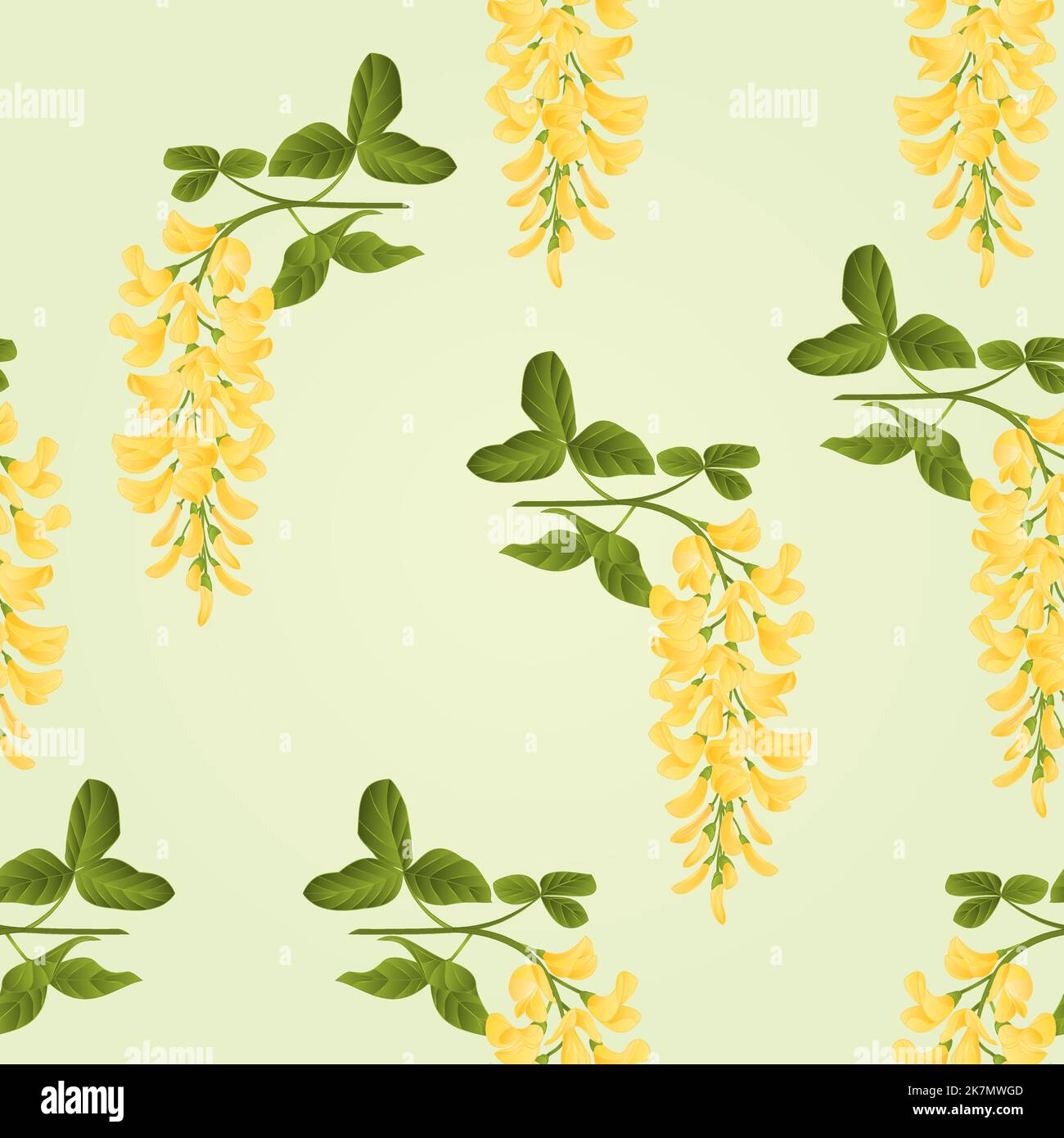 Seamless texture Laburnum branch decorative shrub nature background ...